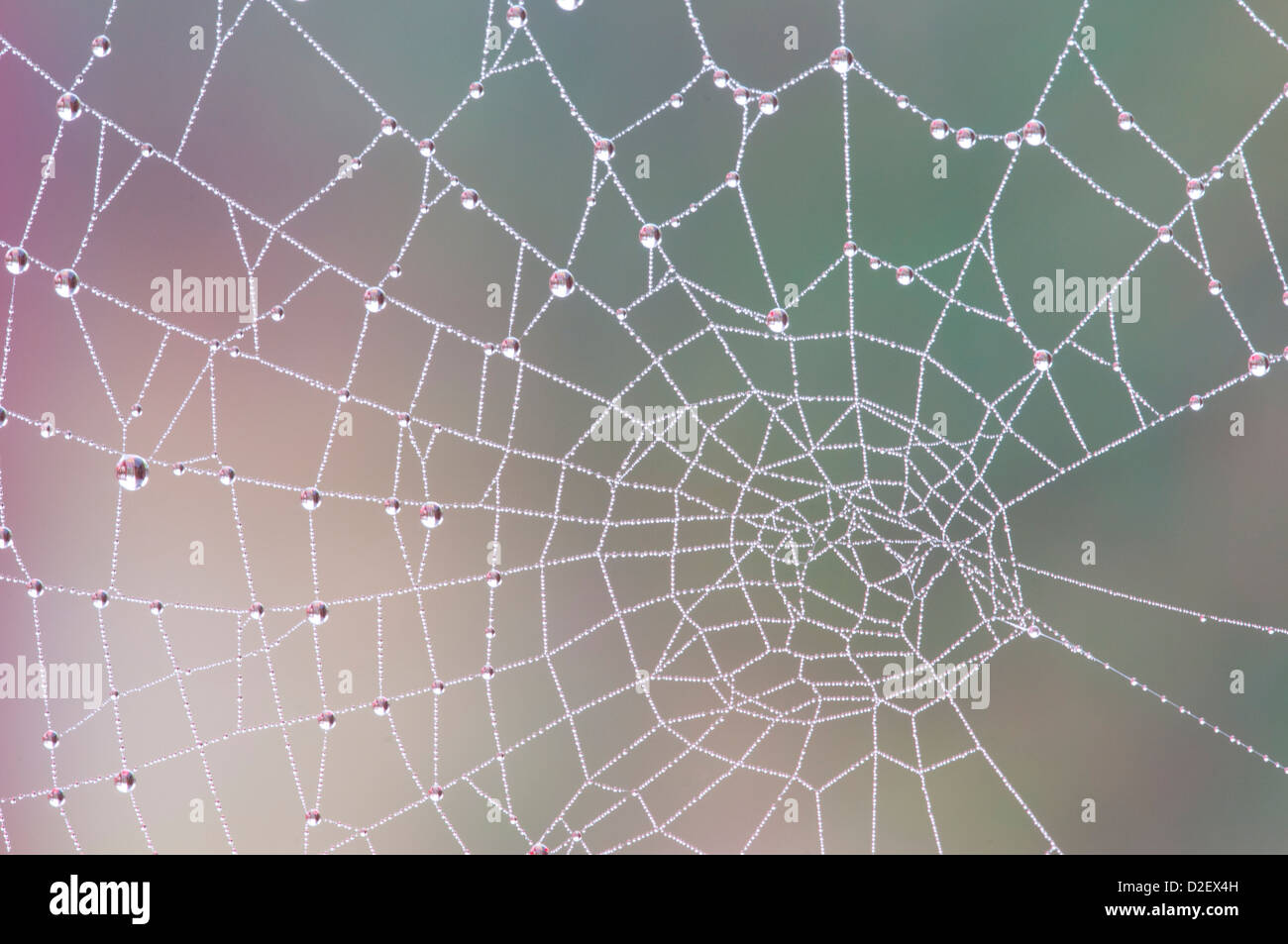 Most beautiful spiders hi-res stock photography and images - Alamy