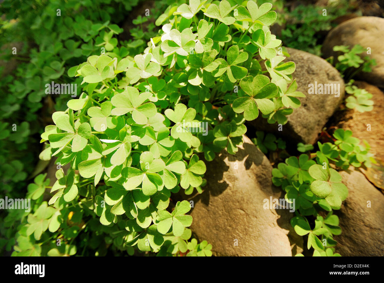 Cluster of green clover growing among the rock side under the day light ...