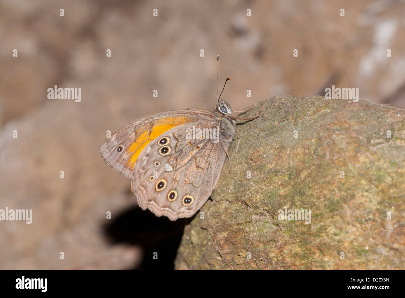 Lattice Brown Butterfly Stock Photo - Alamy