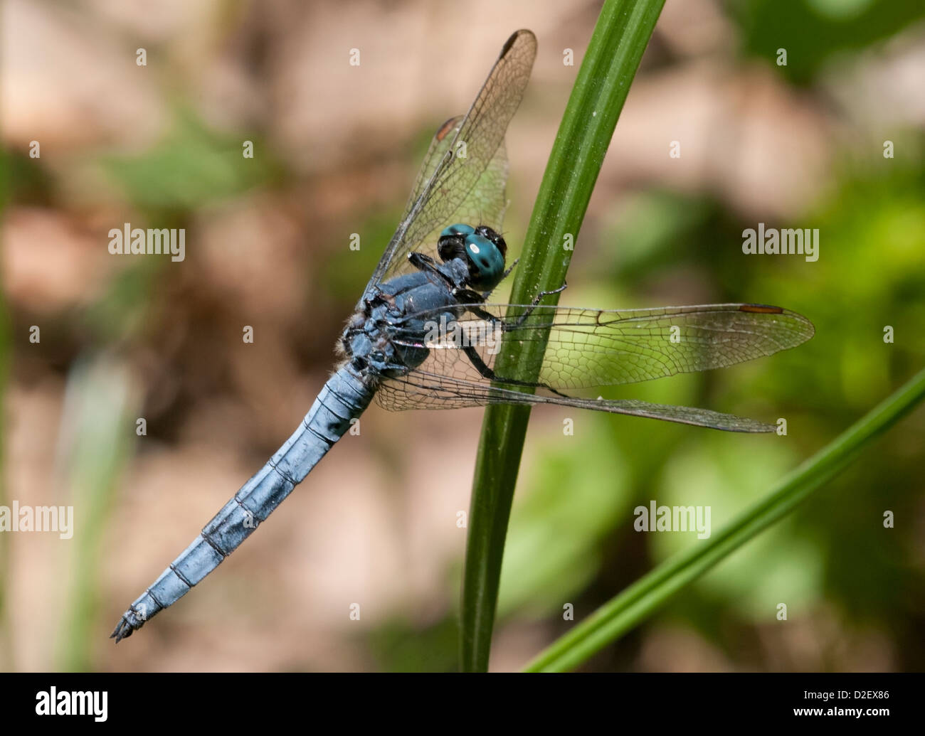 Male Southern Skimmer Dragonfly Stock Photo - Alamy