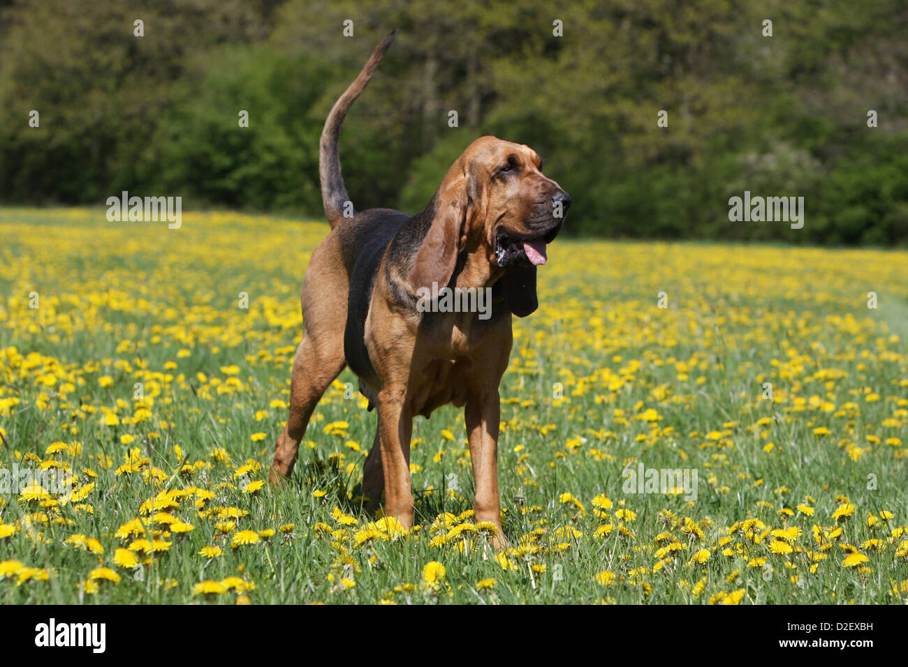 Dog Bloodhound / Chien de Saint-Hubert adult standing in a meadow Stock ...