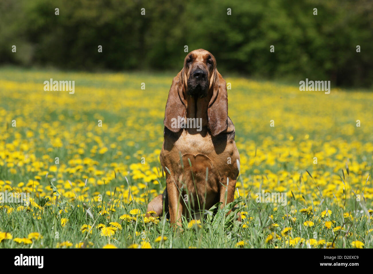 Dog Bloodhound / Chien de Saint-Hubert adult sitting in a meadow Stock ...
