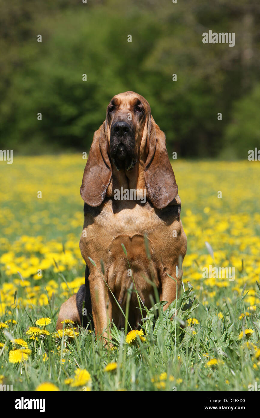Dog Bloodhound / Chien de Saint-Hubert adult sitting in a meadow Stock ...