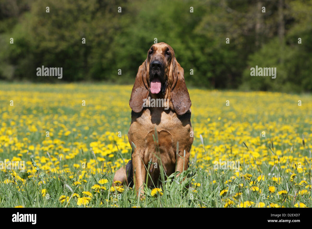 Dog Bloodhound / Chien de Saint-Hubert adult sitting in a meadow Stock ...