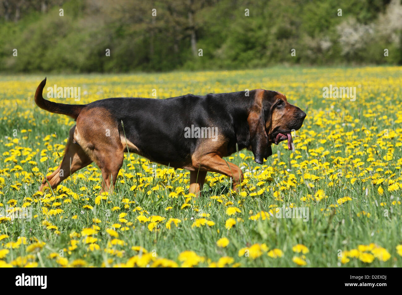 Dog Bloodhound / Chien de Saint-Hubert adult walking in a meadow Stock ...
