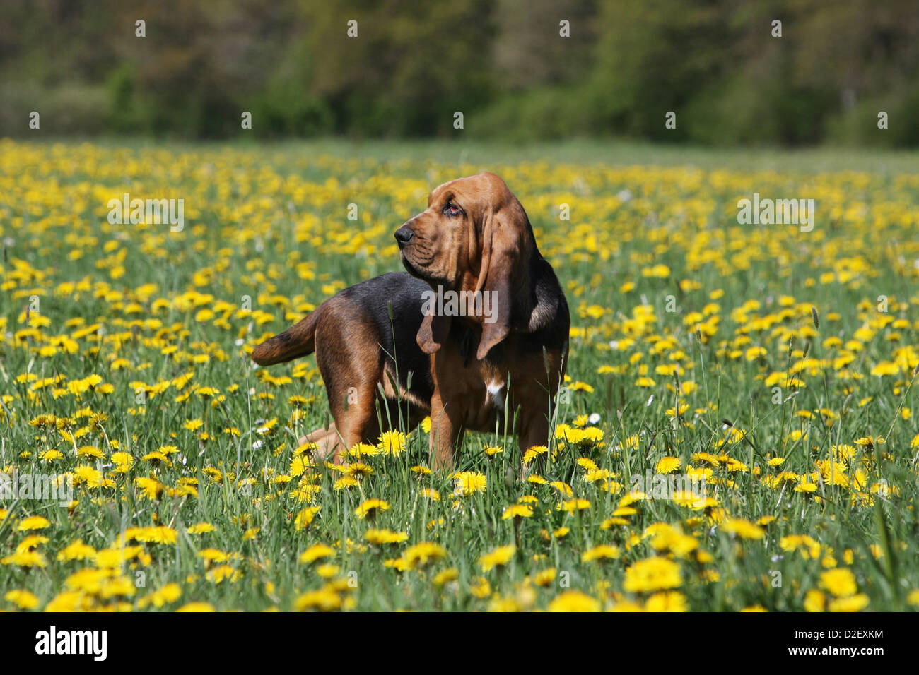 Dog Bloodhound / Chien de Saint-Hubert adult standing in a meadow Stock ...