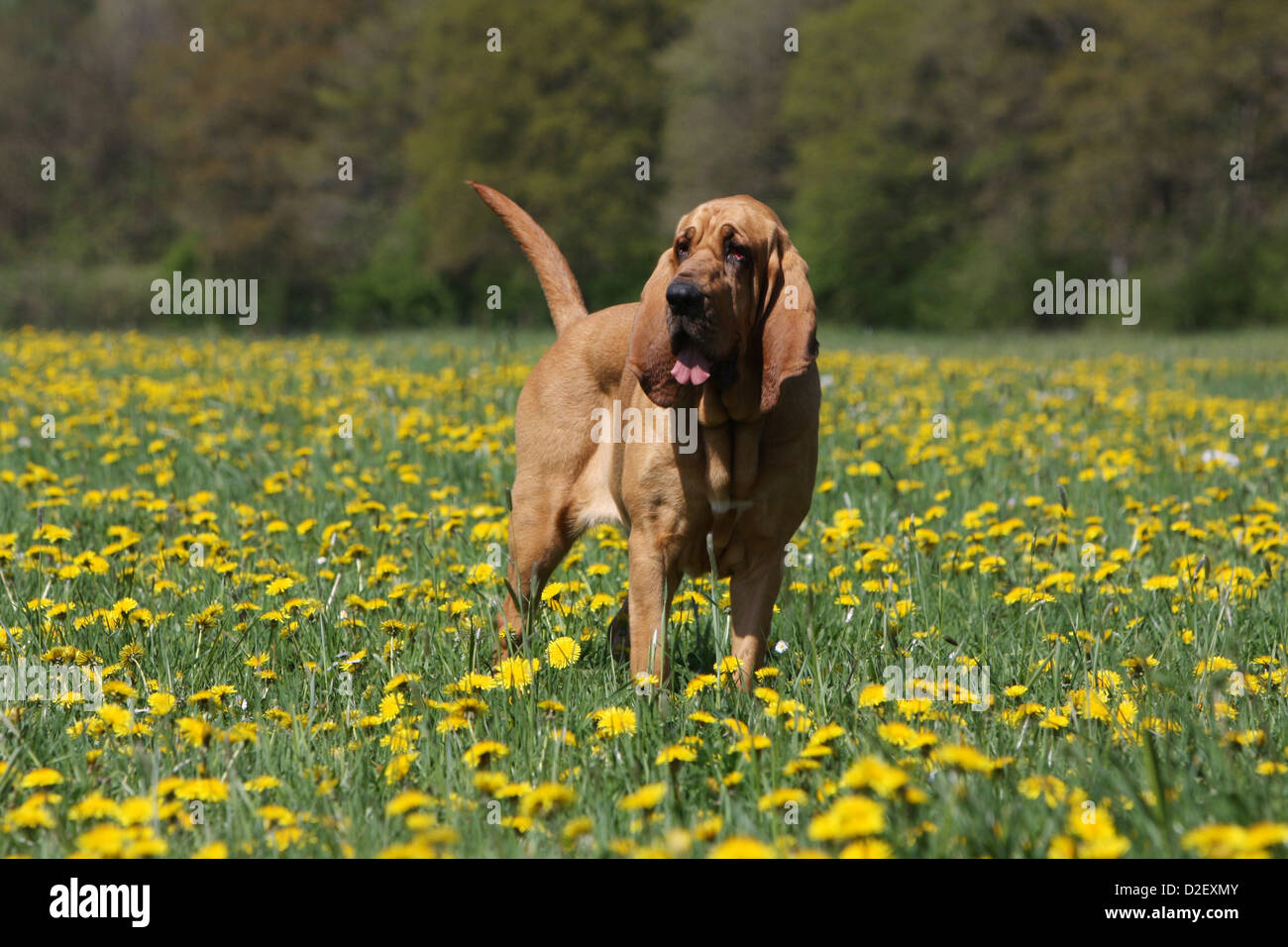 Dog Bloodhound / Chien de Saint-Hubert adult standing in a meadow Stock ...