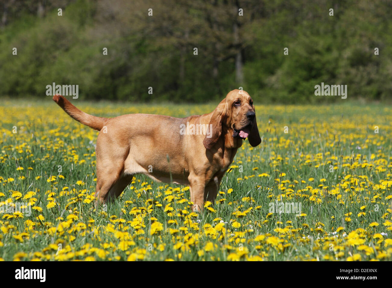 Bloodhound hi-res stock photography and images - Alamy