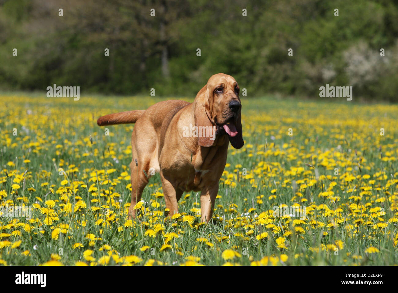 Dog Bloodhound / Chien de Saint-Hubert adult standing in a meadow Stock ...