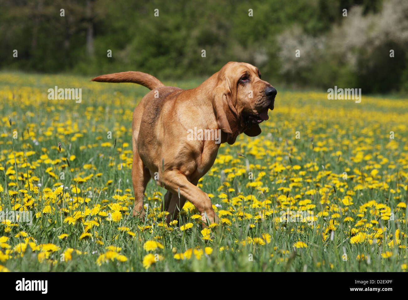 Dog Bloodhound / Chien de Saint-Hubert adult walking in a meadow Stock ...
