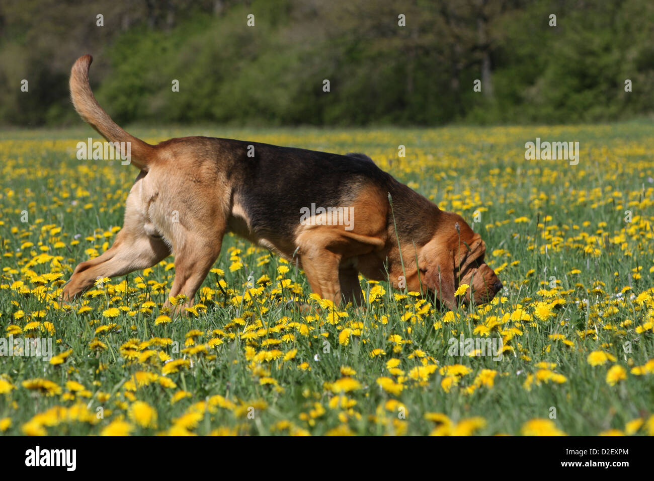 Bloodhound sniffing hi-res stock photography and images - Alamy