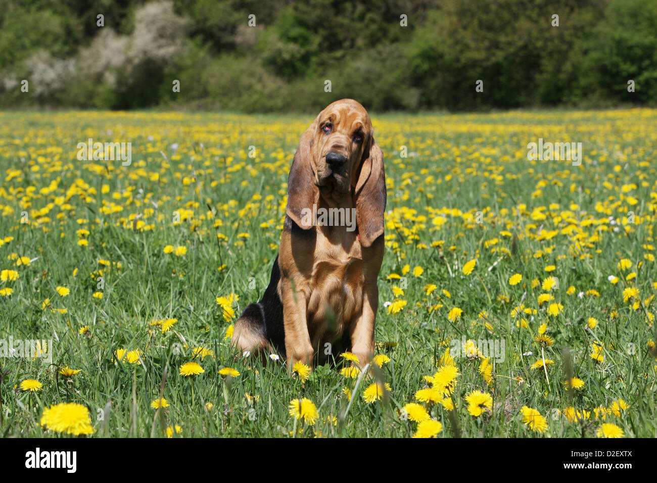 Bloodhound puppy hi-res stock photography and images - Alamy