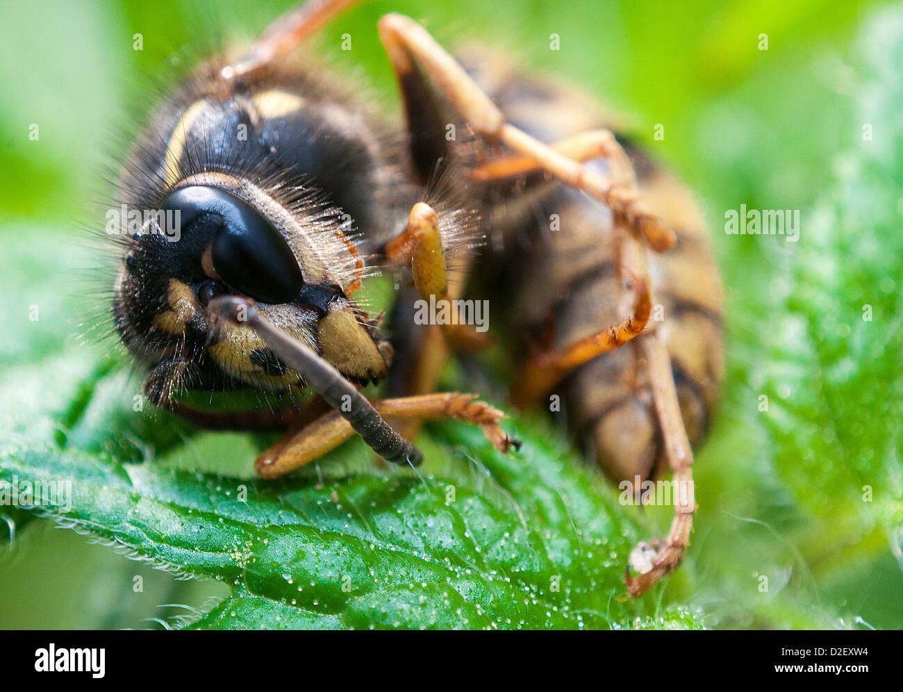 An image of macro of a bug Stock Photo - Alamy