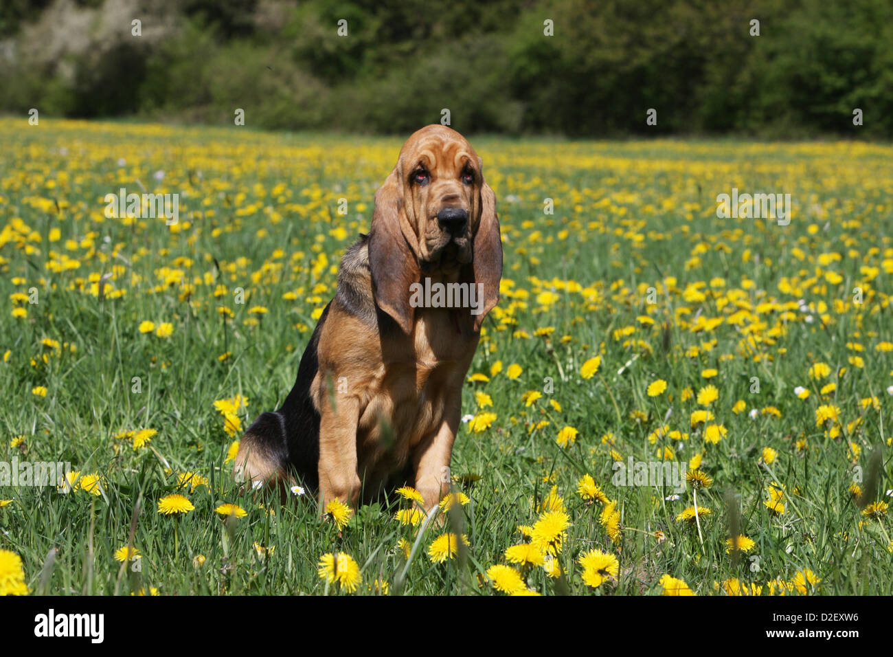 Dog Bloodhound / Chien de Saint-Hubert puppy sitting in a meadow Stock ...