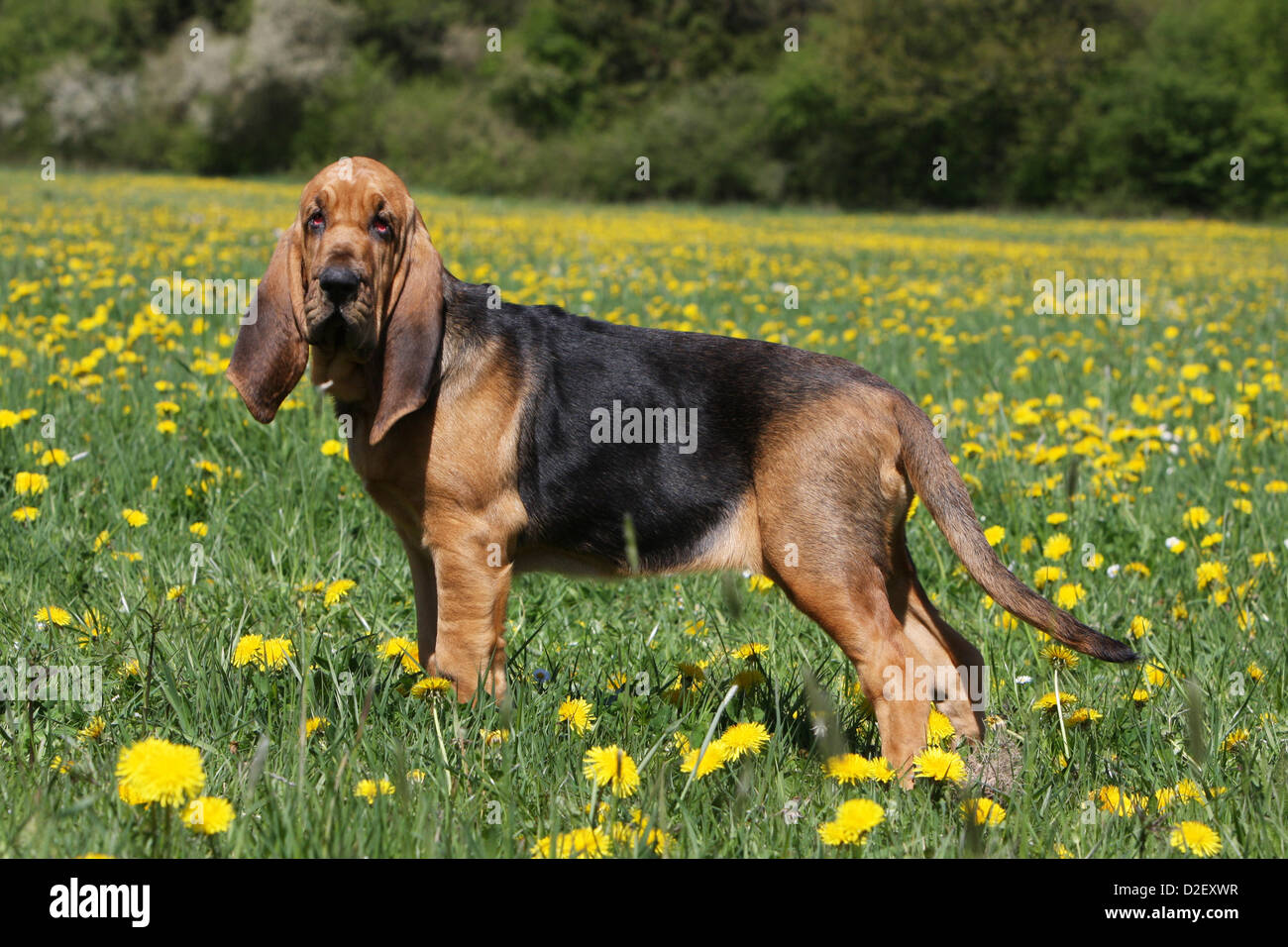 Dog Bloodhound / Chien de Saint-Hubert puppy standing in a meadow Stock ...