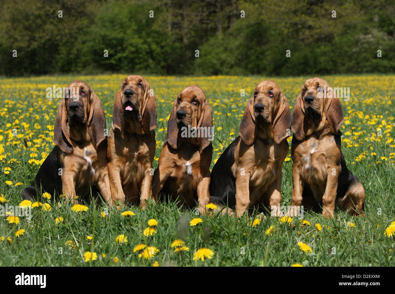 Dog Bloodhound / Chien de Saint-Hubert five puppies sitting in a meadow ...