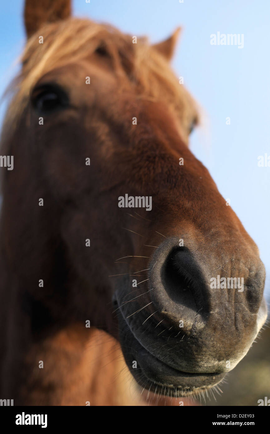 Close-up of chestnut coloured horse Stock Photo - Alamy