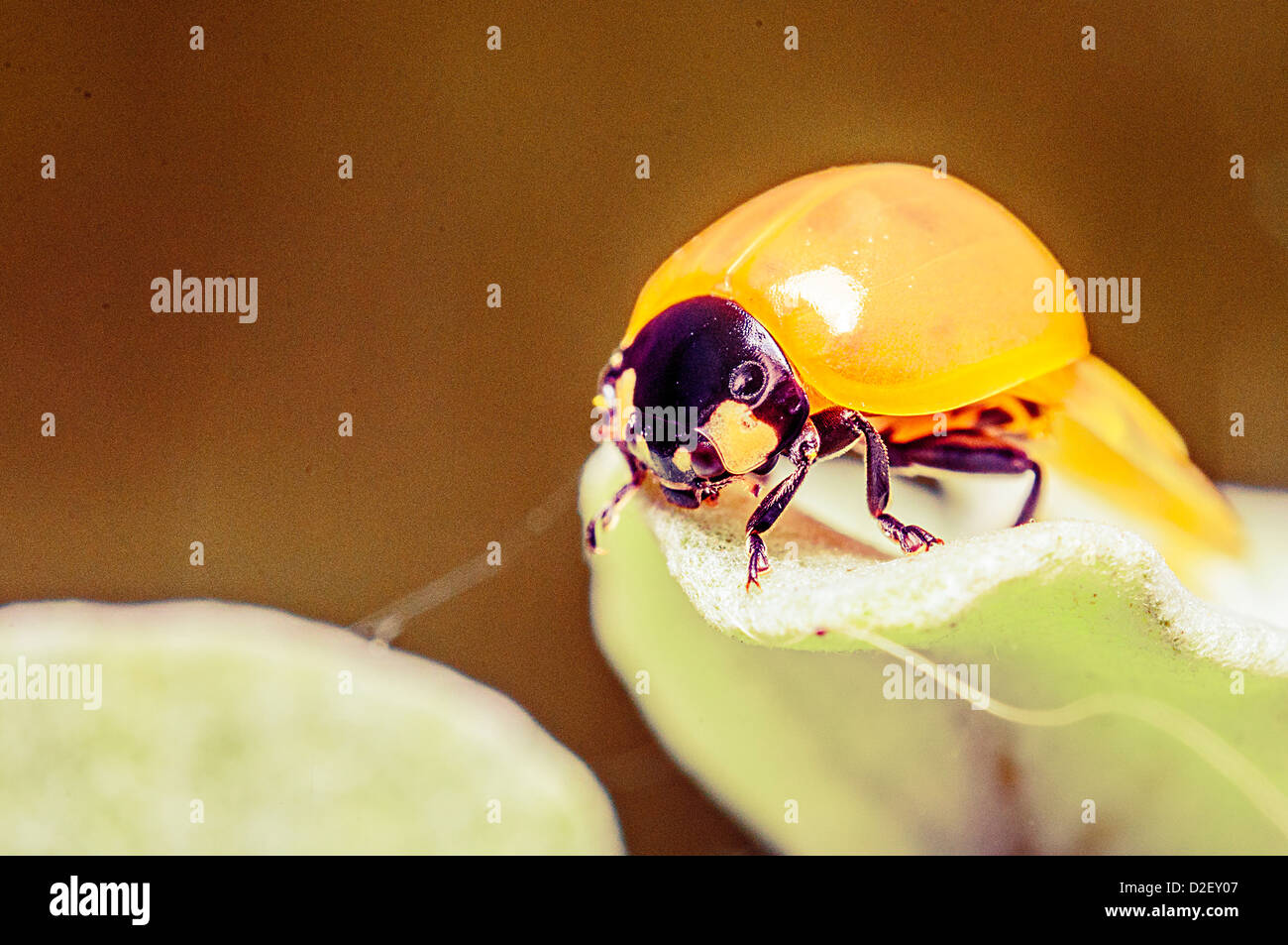 An image of macro of a bug Stock Photo - Alamy