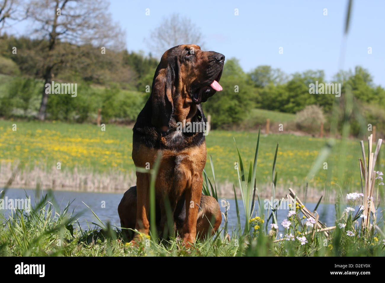 Dog Bloodhound / Chien de Saint-Hubert adult sitting in a meadow Stock ...