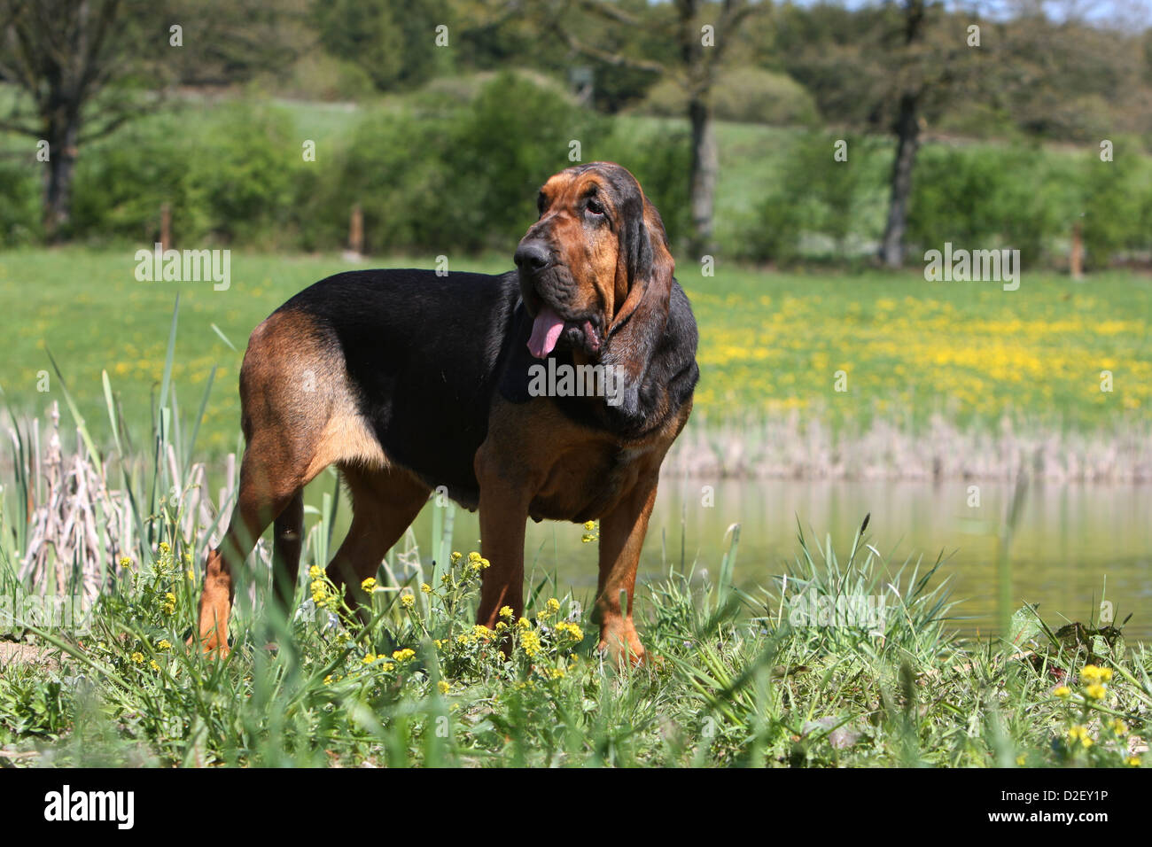 Dog Bloodhound / Chien de Saint-Hubert adult standing in a meadow Stock ...