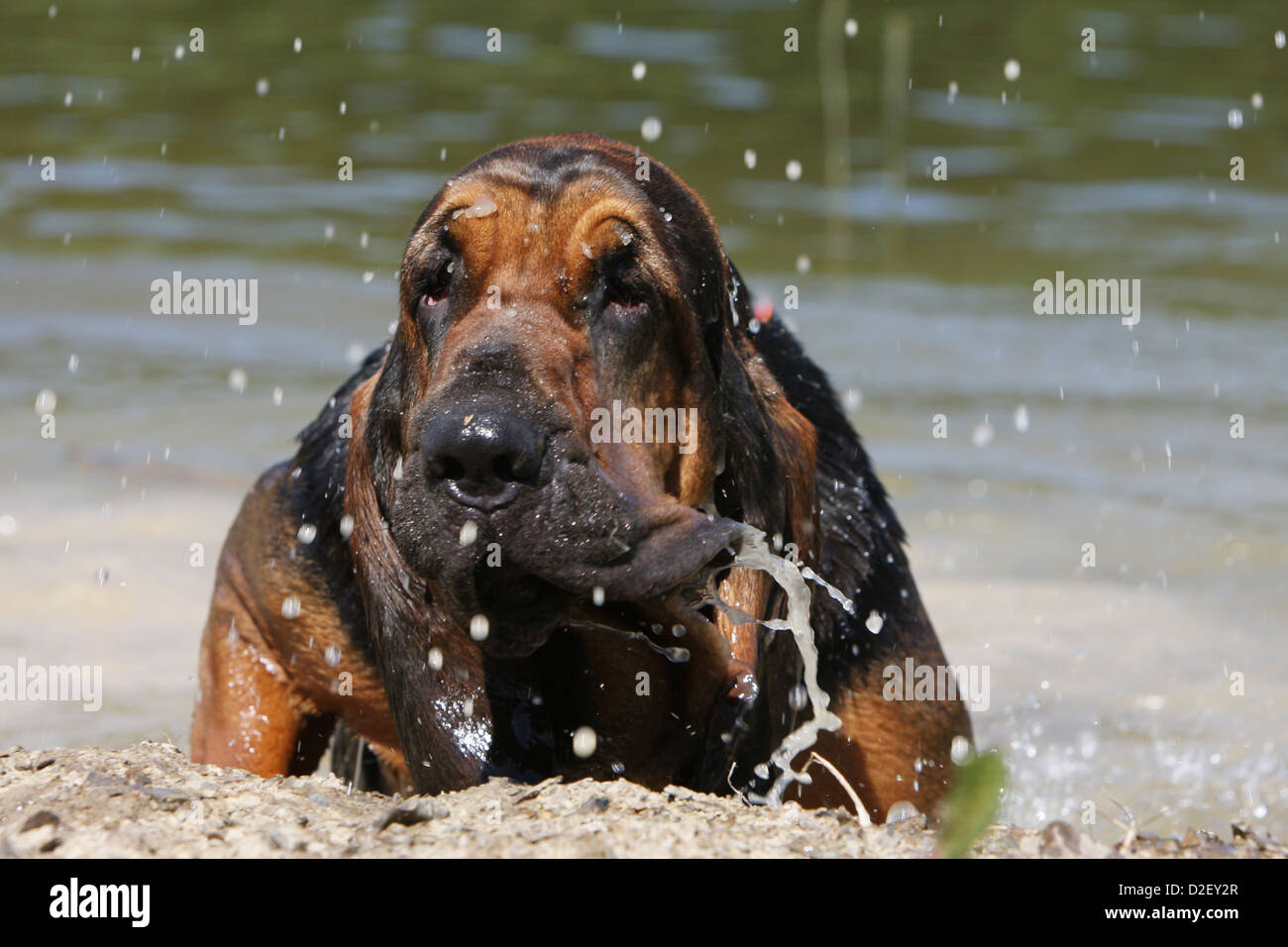 Bloodhound Swimming High Resolution Stock Photography and Images - Alamy