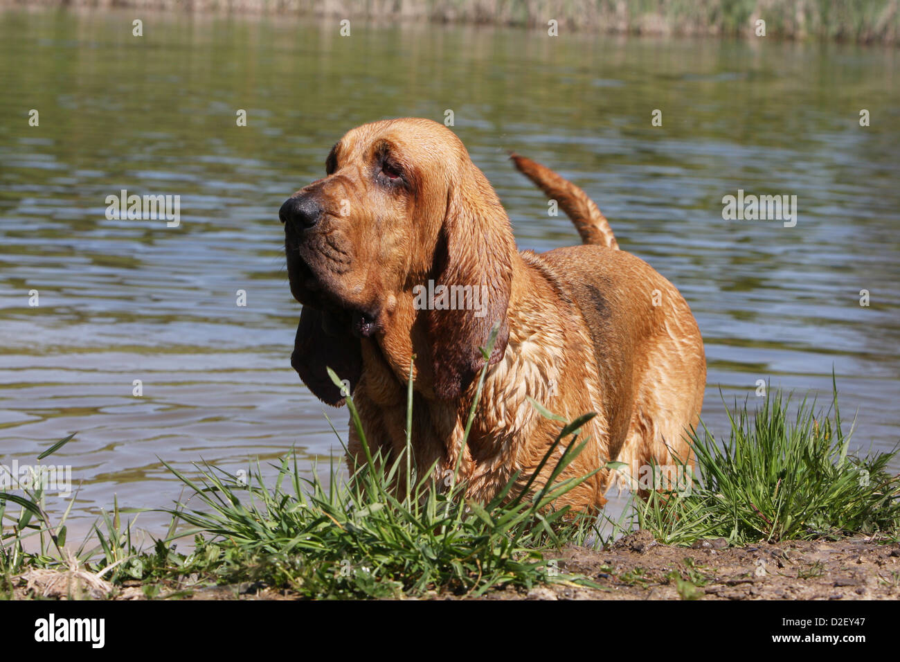 Bloodhound Swimming High Resolution Stock Photography and Images - Alamy