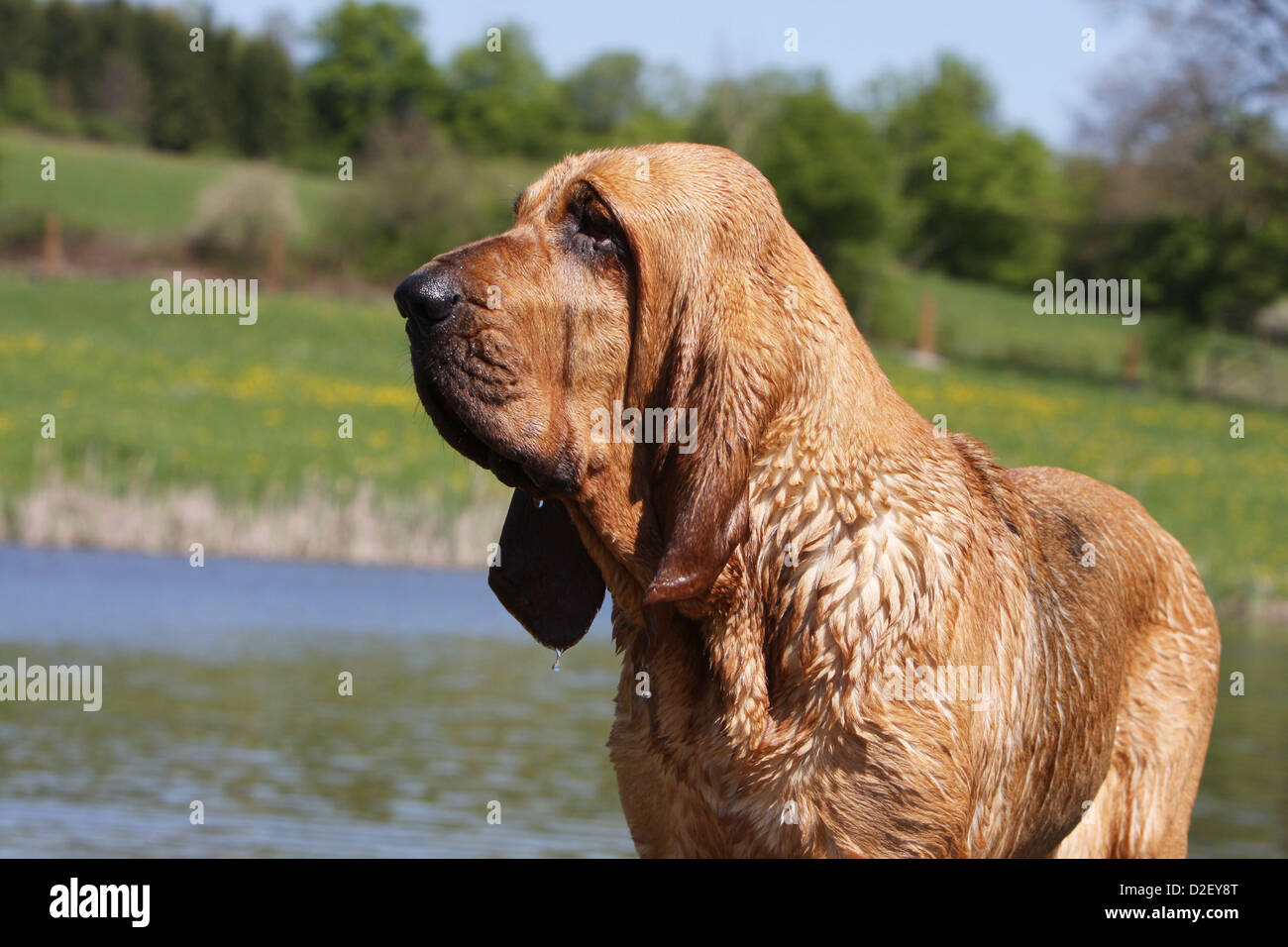 Dog Bloodhound / Chien de Saint-Hubert adult portrait profile Stock ...