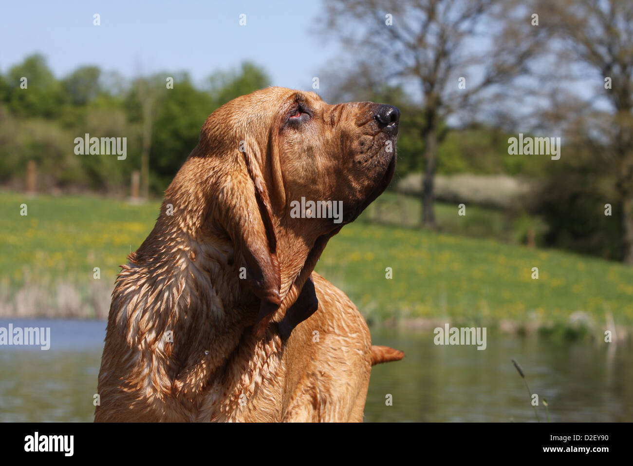 Dog Bloodhound / Chien de Saint-Hubert adult portrait profile Stock ...