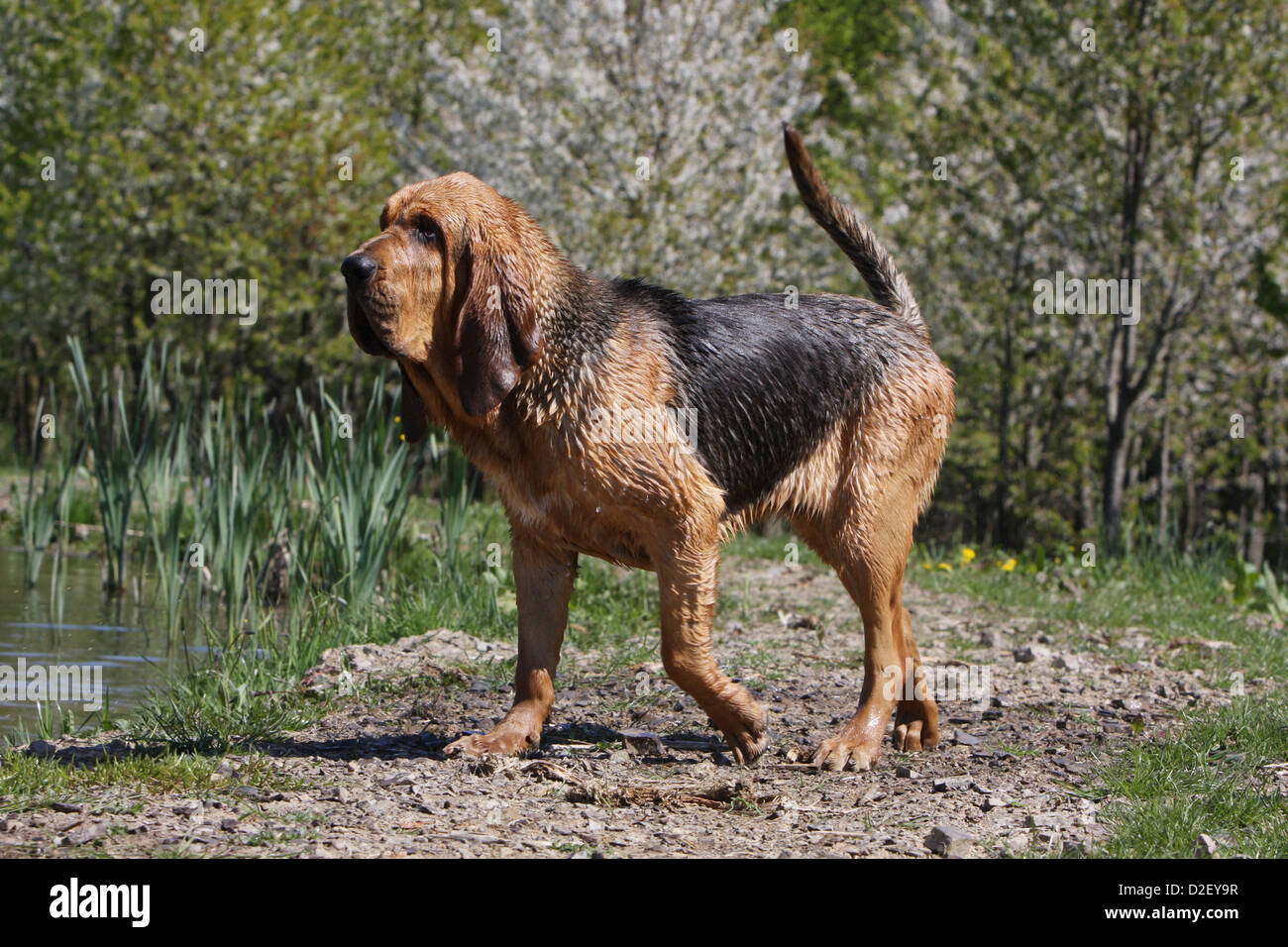 Dog Bloodhound / Chien de Saint-Hubert adult standing in a meadow Stock ...