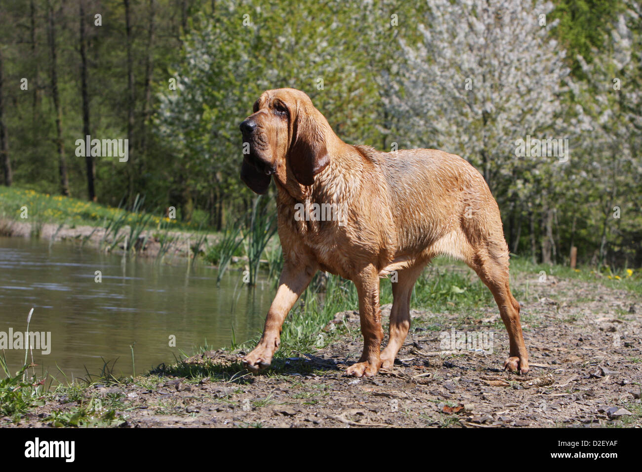 Dog Bloodhound / Chien de Saint-Hubert adult standing on the edge of a ...