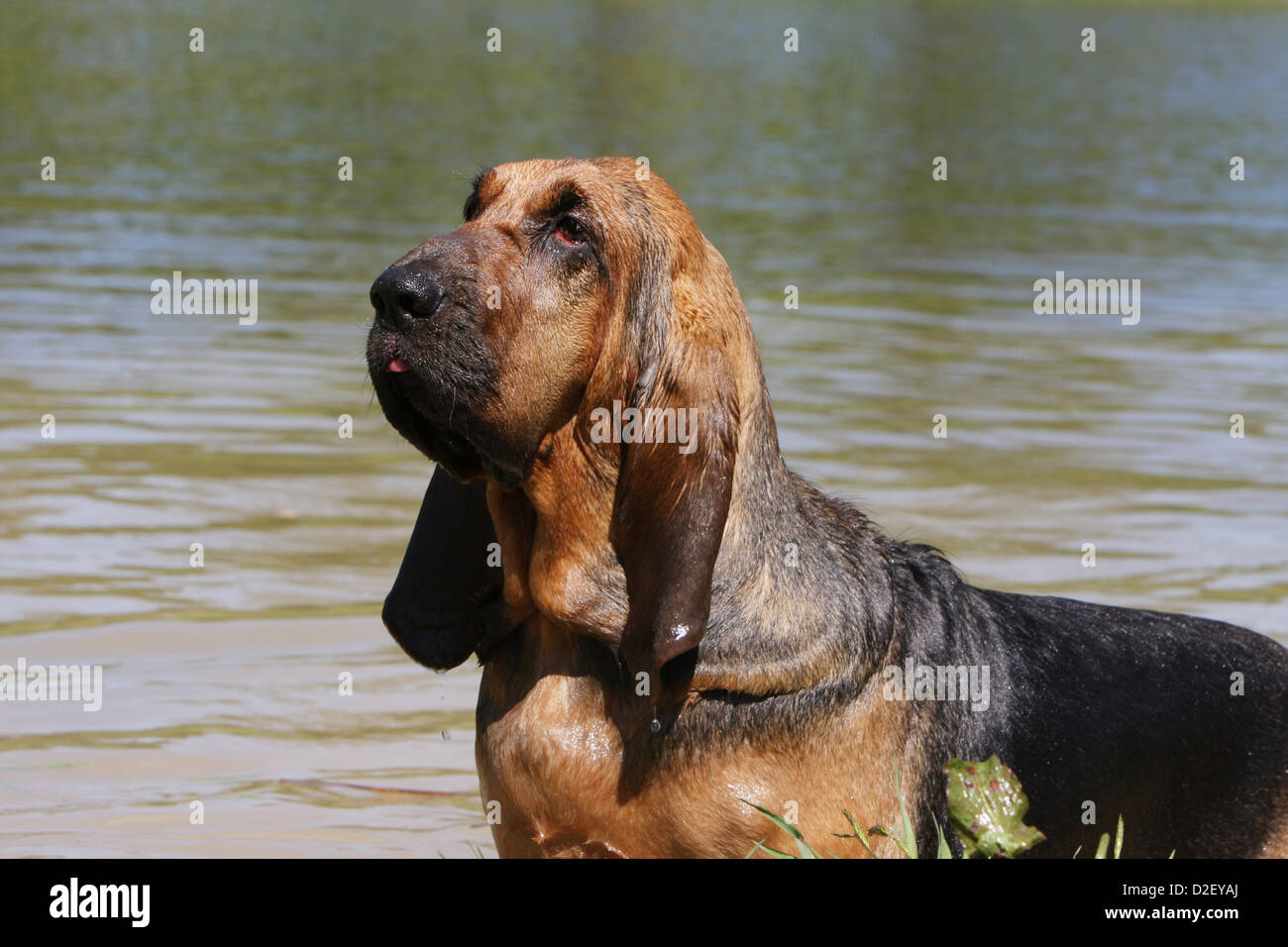Dog Bloodhound / Chien de Saint-Hubert adult portrait profile Stock ...