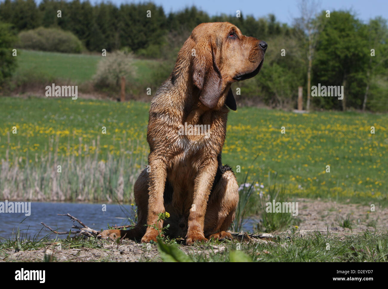 Dog Bloodhound / Chien de Saint-Hubert adult sitting in a meadow Stock ...