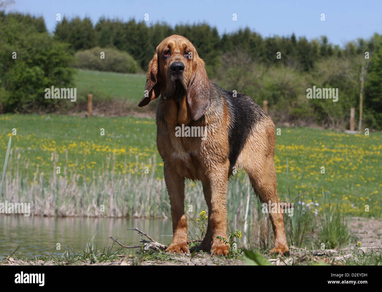 Dog Bloodhound / Chien de Saint-Hubert adult standing on the edge of a ...
