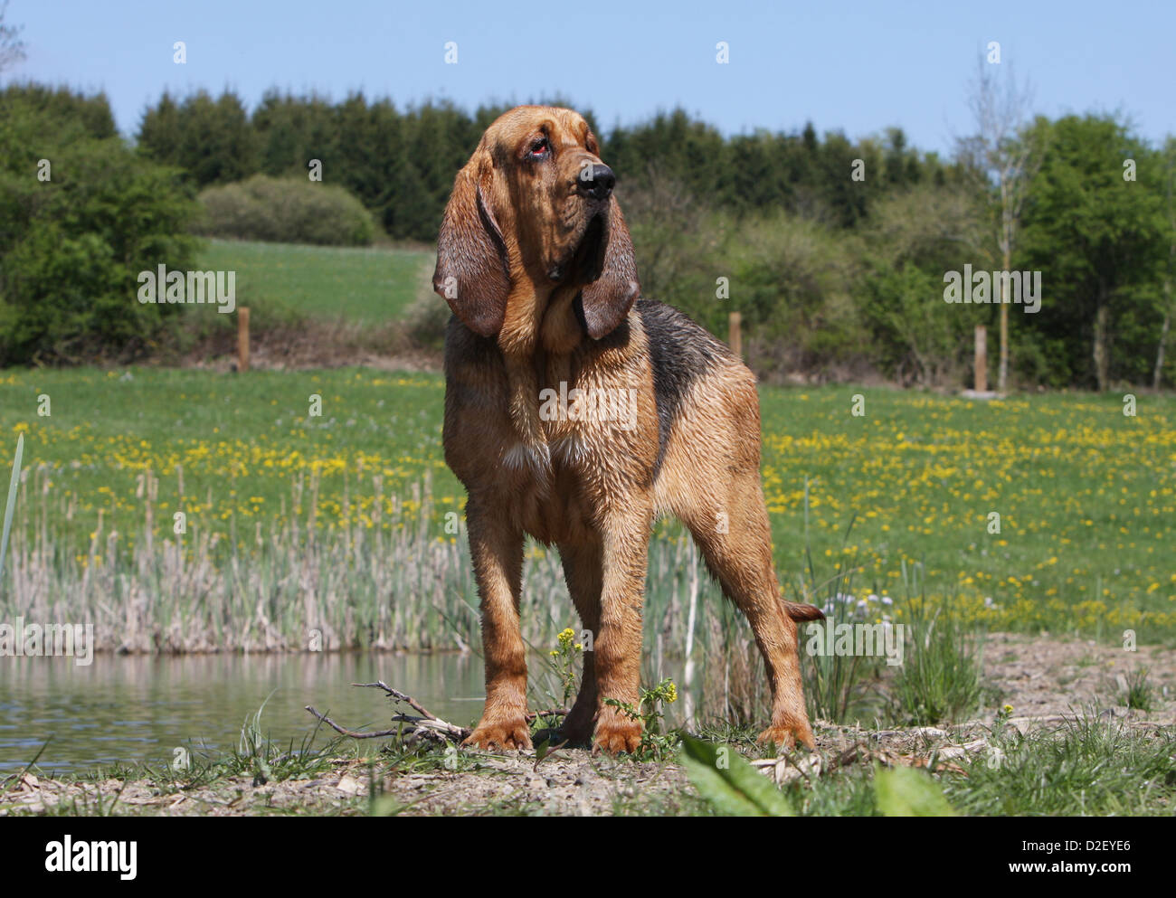 Dog Bloodhound / Chien de Saint-Hubert adult standing on the edge of a ...