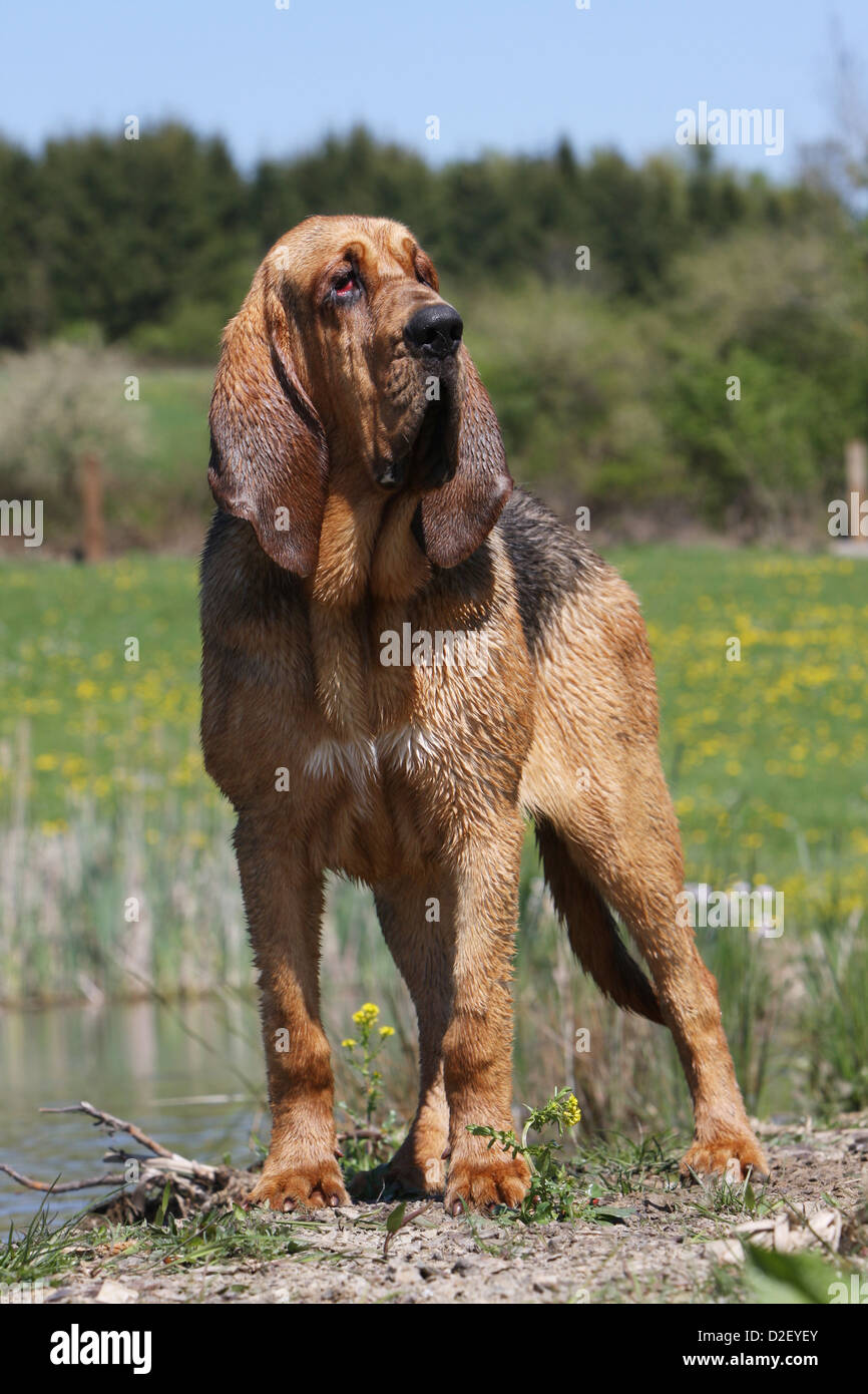Dog Bloodhound / Chien de Saint-Hubert adult standing on the edge of a ...