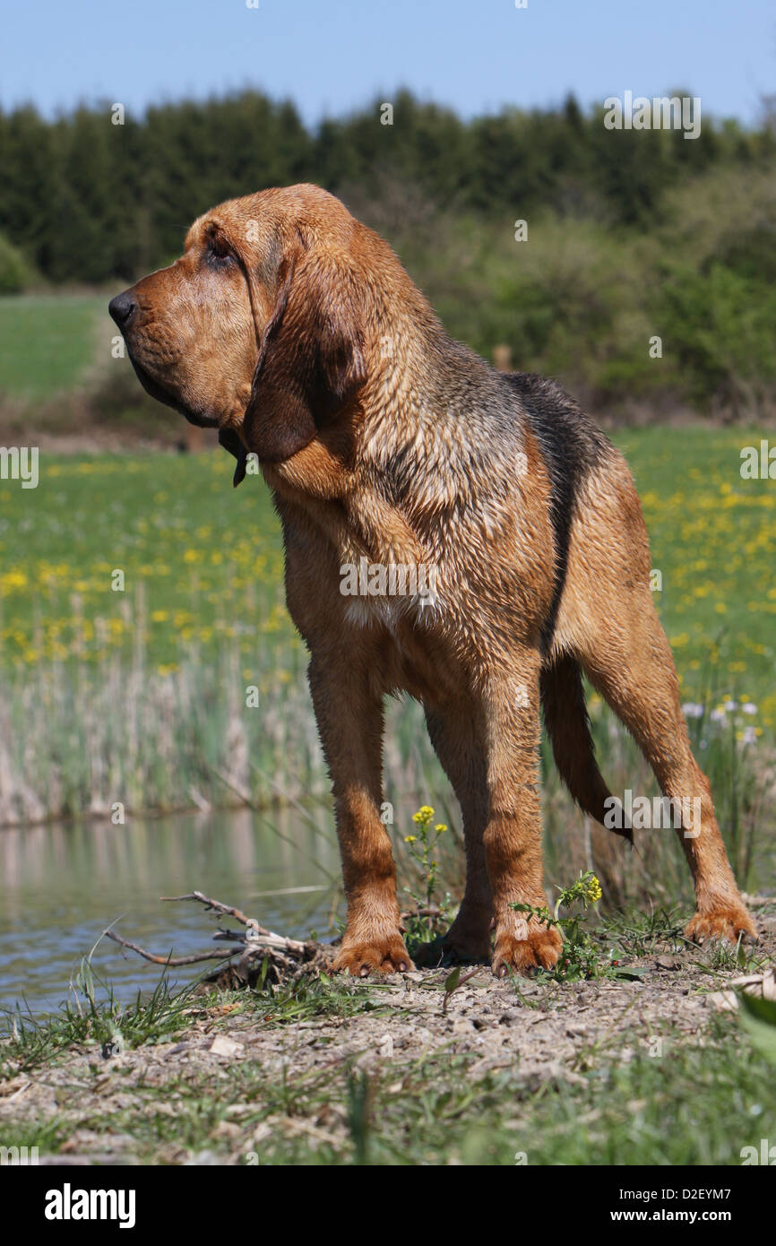 Dog Bloodhound / Chien de Saint-Hubert adult standing on the edge of a ...