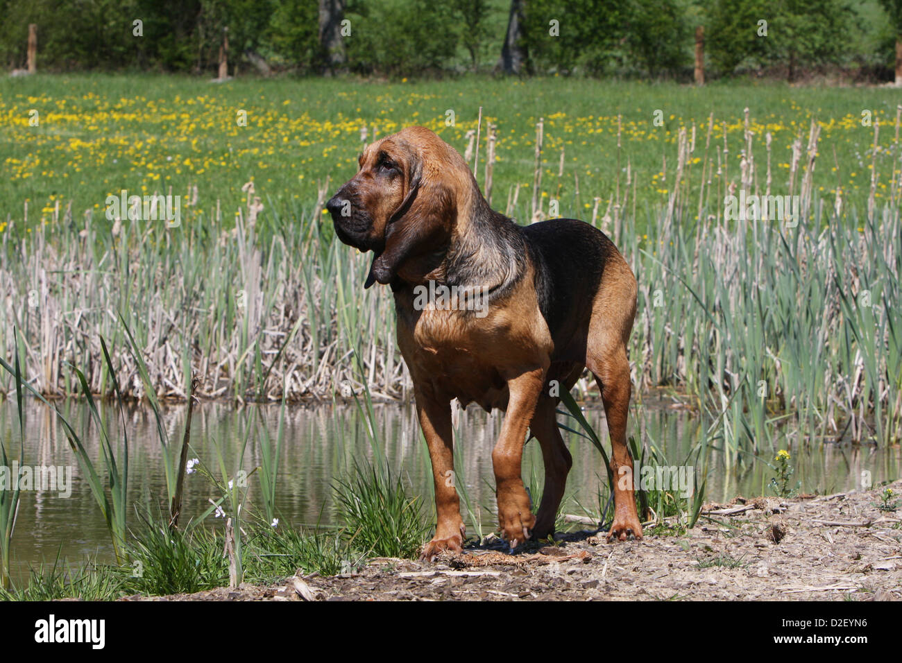 Dog Bloodhound / Chien de Saint-Hubert adult standing paw raised in a ...