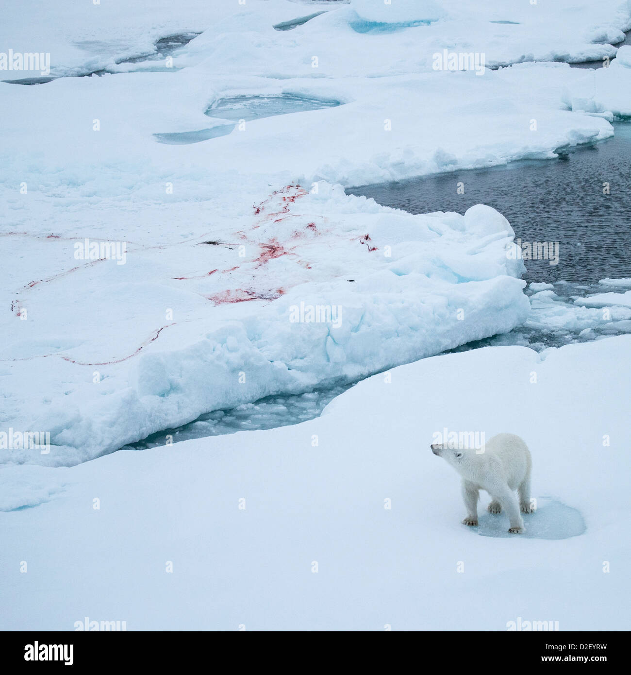 Polar bear (Ursus maritimus), Greenland Blood on the ice is from the ...