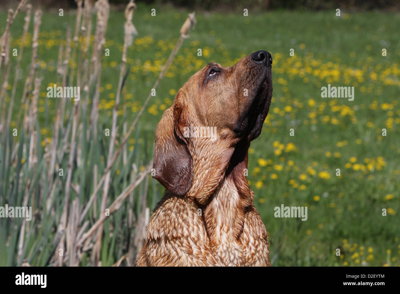 Dog Bloodhound / Chien de Saint-Hubert adult portrait profile Stock ...