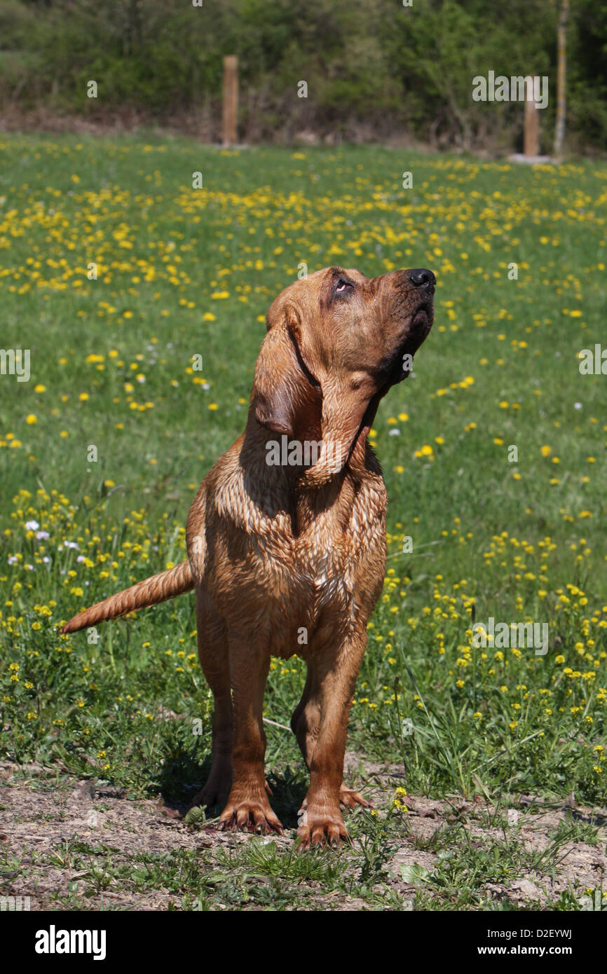Dog Bloodhound / Chien de Saint-Hubert adult standing in a meadow Stock ...