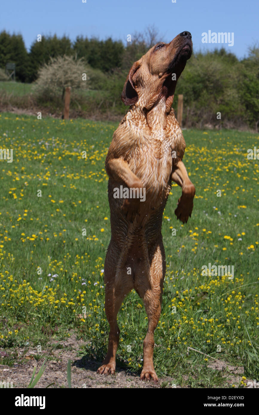 Dog Bloodhound / Chien de Saint-Hubert adult position on the hind legs ...
