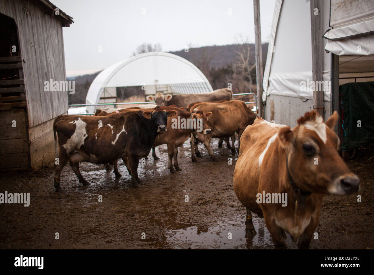 Jersey cows wait to be milked at a farm in Connecticut Stock Photo - Alamy