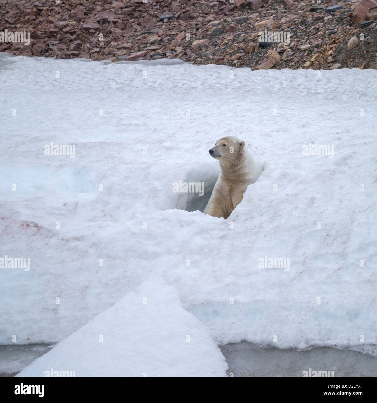 Polar bear (Ursus maritimus), Svalbard, Norway Polar Bear in a small ...