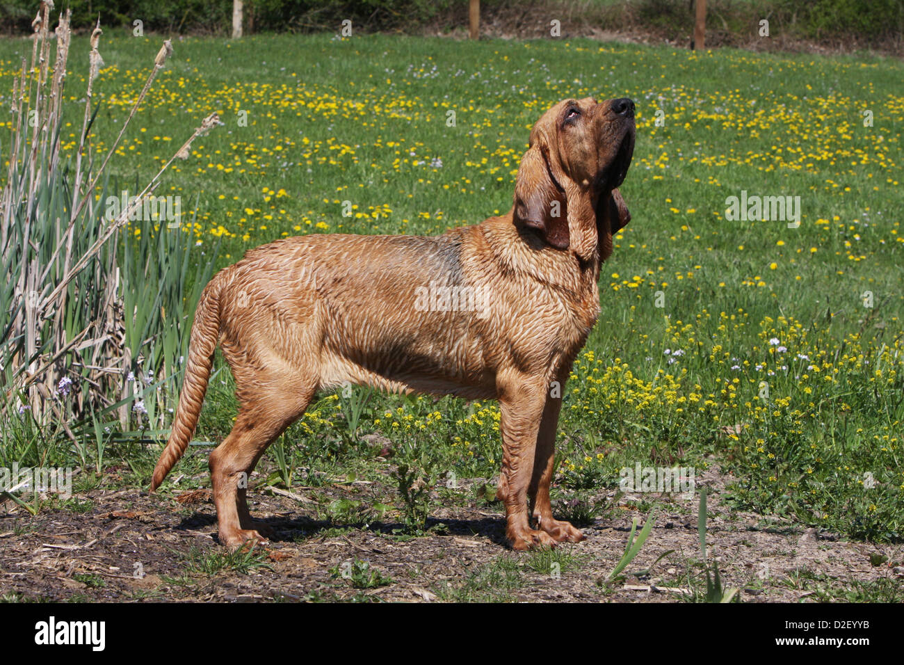 Dog Bloodhound / Chien de Saint-Hubert adult standard profile Stock ...
