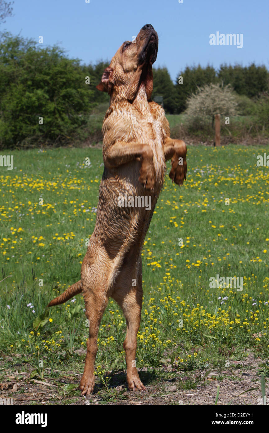 Dog Bloodhound / Chien de Saint-Hubert adult position on the hind legs ...