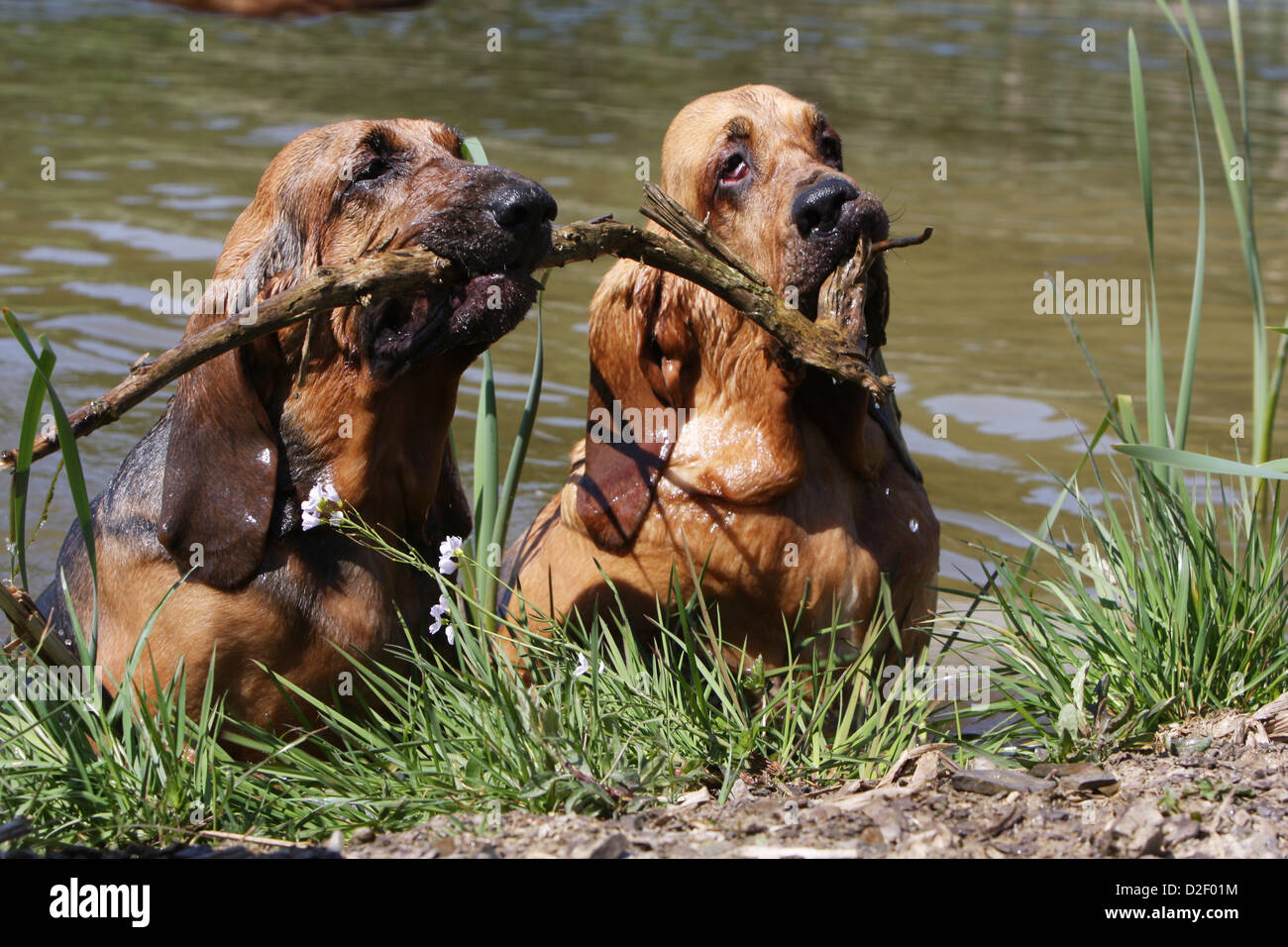 Bloodhounds two hi-res stock photography and images - Alamy