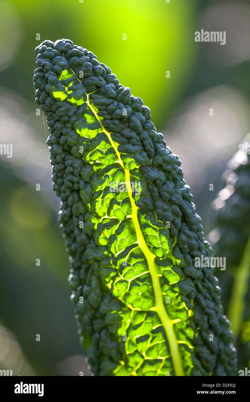 Cavolo Nero (Tuscan Kale). Tuscany, Italy Stock Photo - Alamy