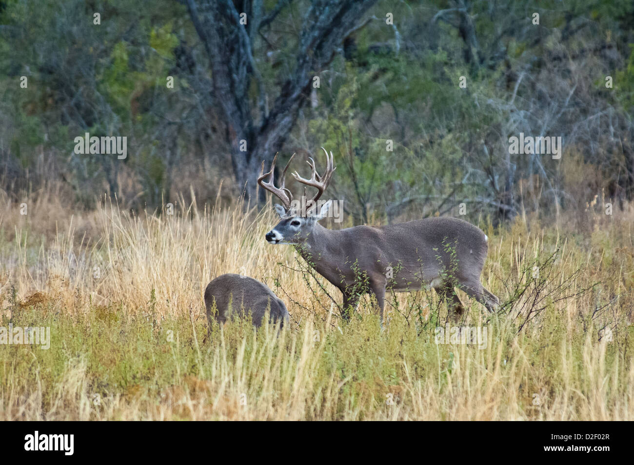 Trophy whitetail buck deer (Odocoileus virginianus) with a doe during ...