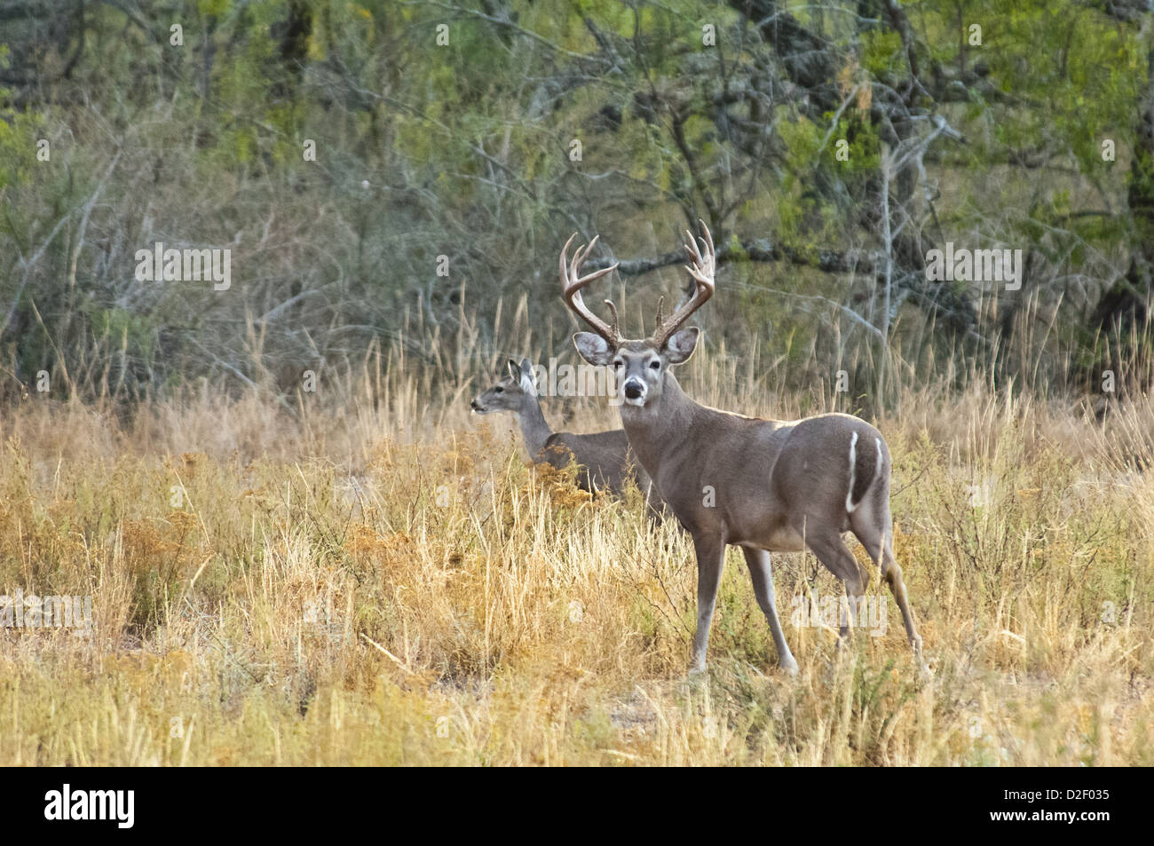 Trophy whitetail buck deer (Odocoileus virginianus) with a doe during ...