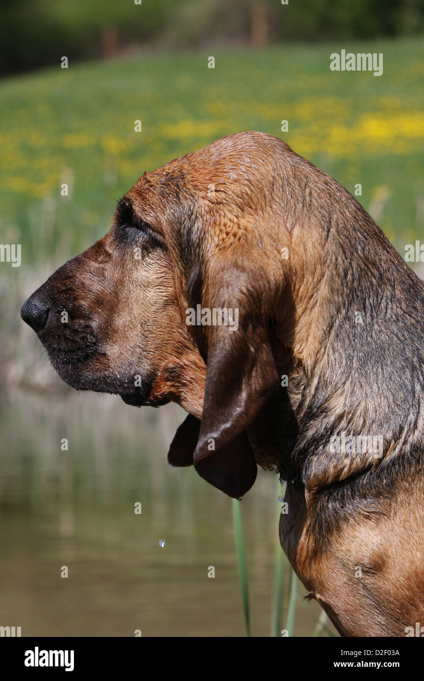 Dog Bloodhound / Chien de Saint-Hubert adult portrait profile Stock ...